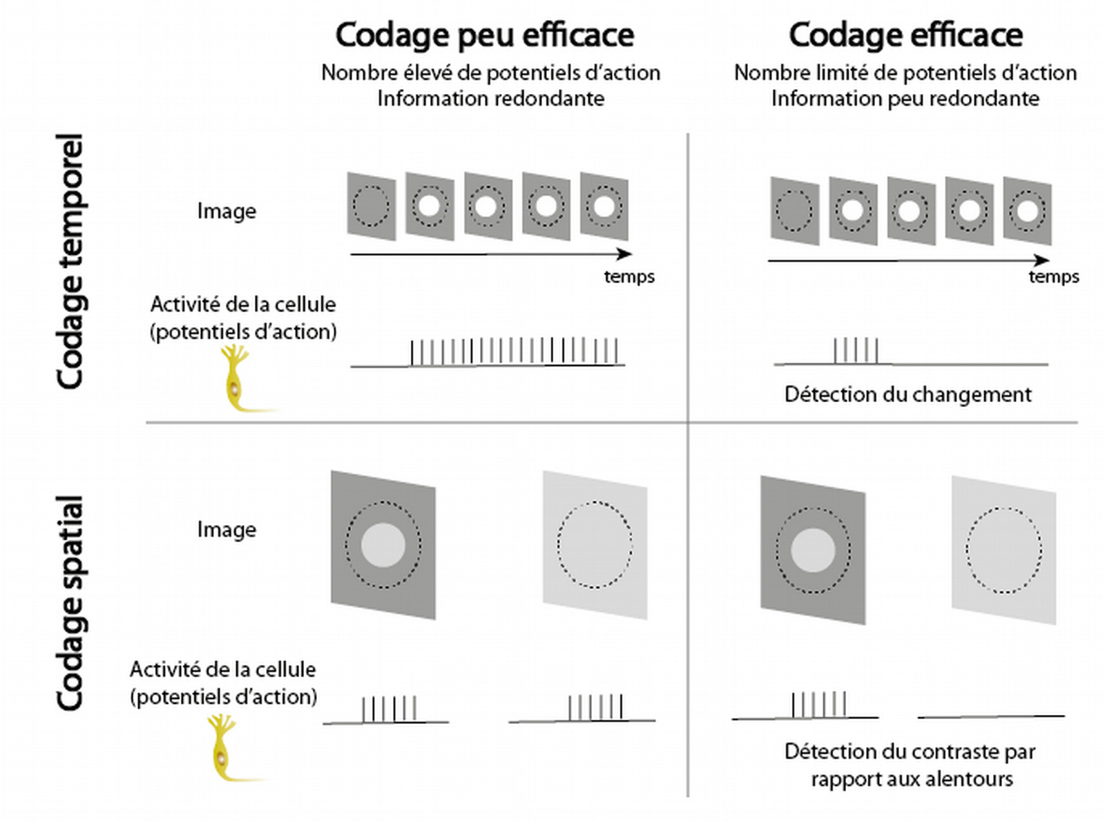 La rétine, premier centre d’intégration des informations visuelles | Planet-Vie